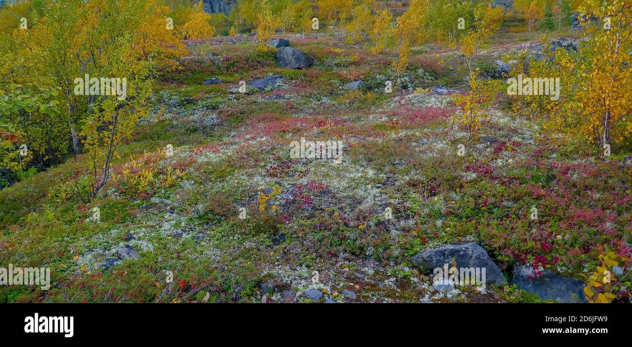 The stunning nature of the Russian north. Tundra, Murmansk region ...