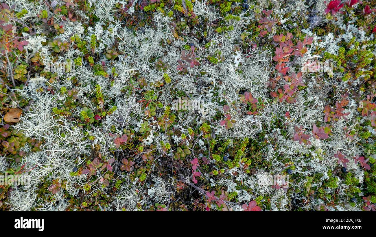 The stunning nature of the Russian north. Tundra, Murmansk region ...