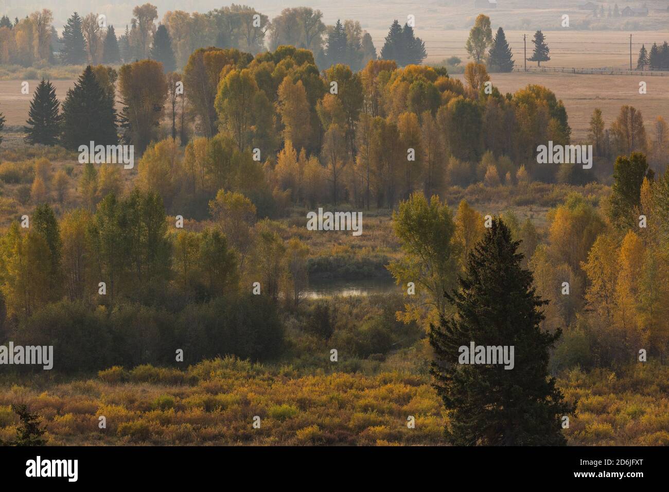Morning haze and fall color in the aspen trees along the Buffalo Fork ...