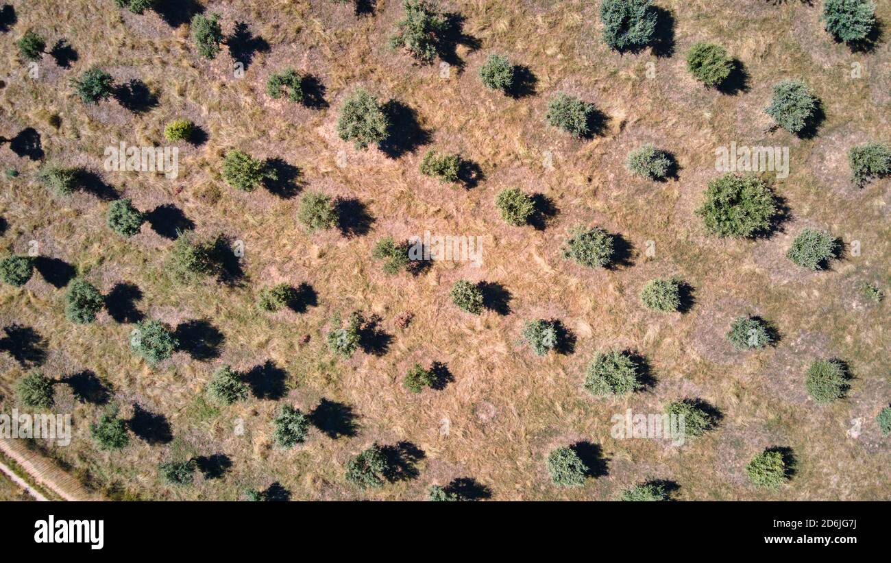 Aerial view of tree plantations Stock Photo - Alamy