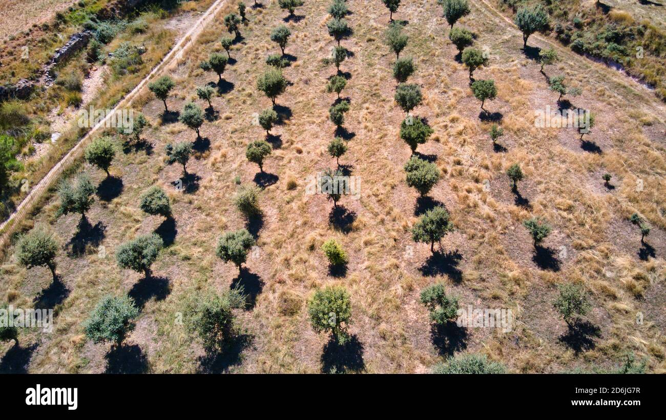Aerial view of tree plantations Stock Photo - Alamy