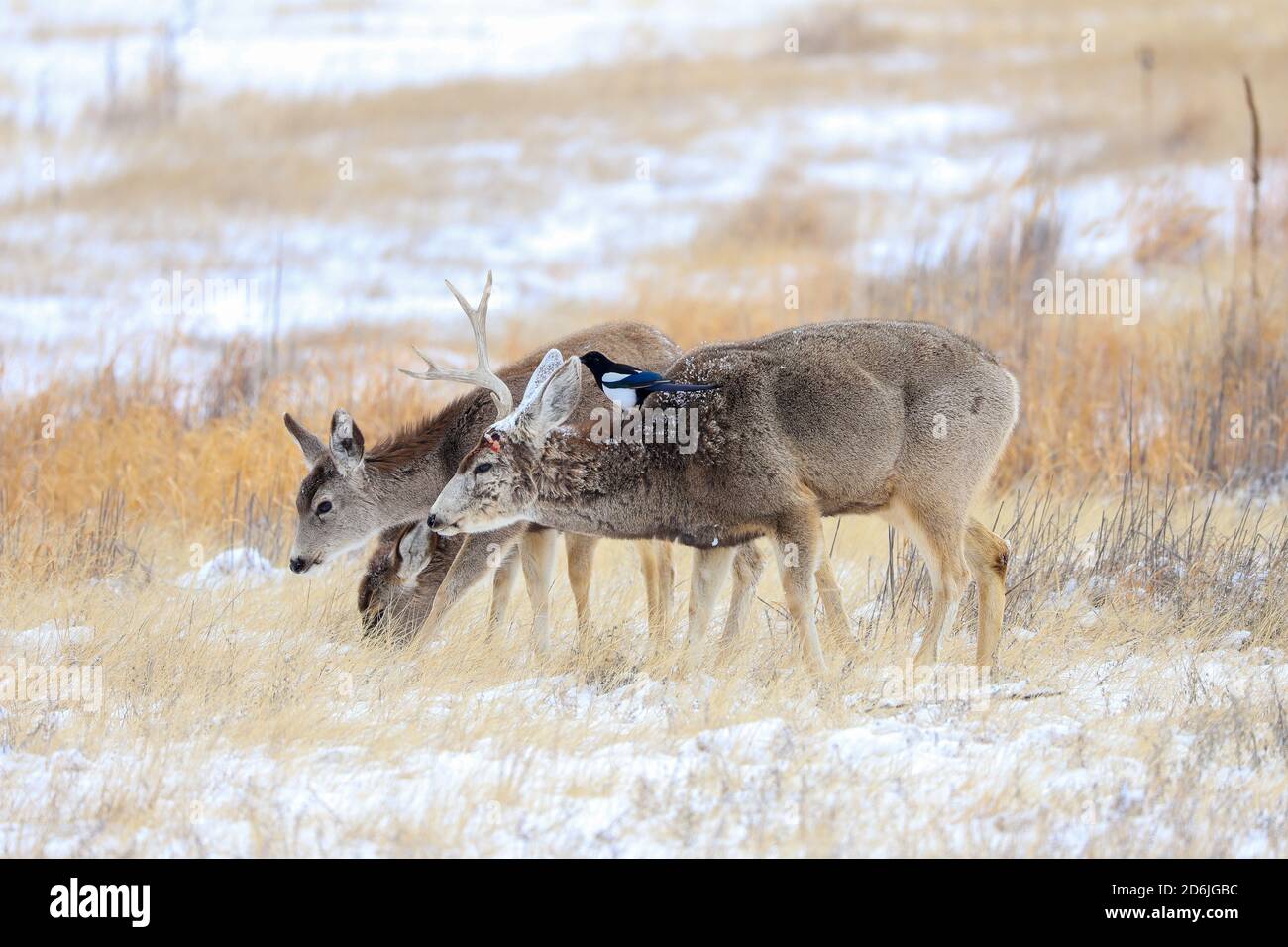 Mule bird hi-res stock photography and images - Alamy