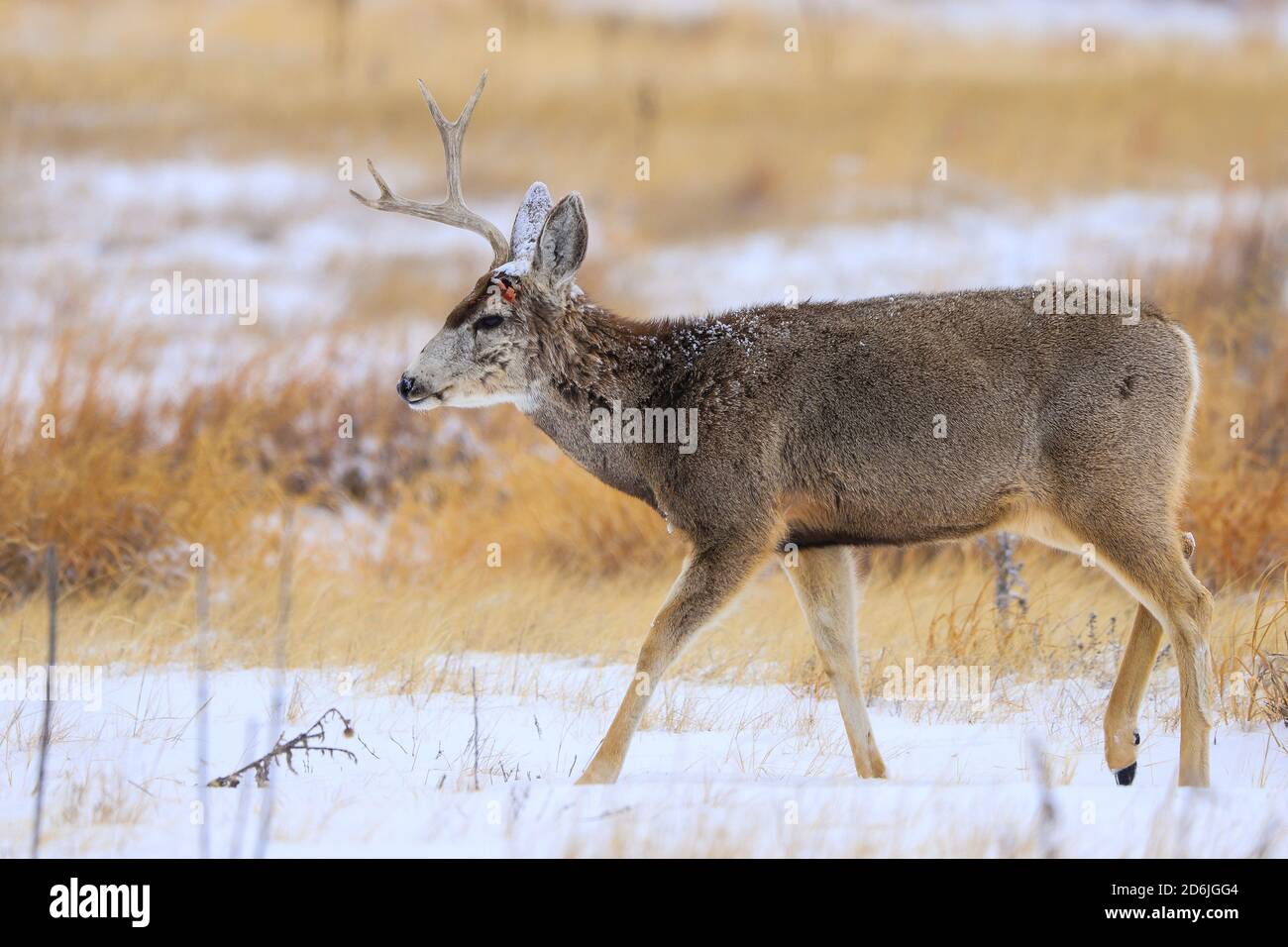 Broken antler hi-res stock photography and images - Alamy