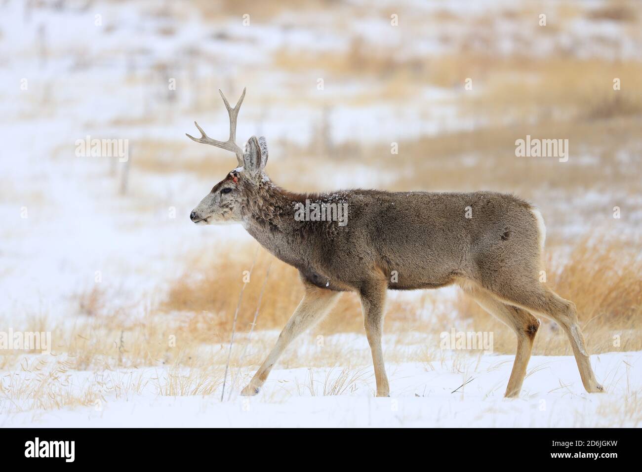 Mule Deer with a broken antler on a cold winter day Stock Photo - Alamy