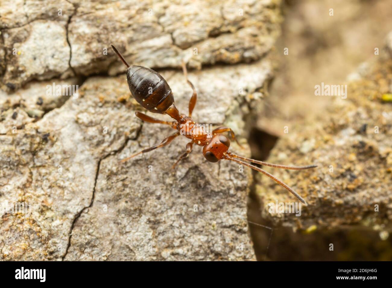 Ichneumonid Wasp (Gelis sp.), a tiny, parasitic, wingless, ant-mimic ...