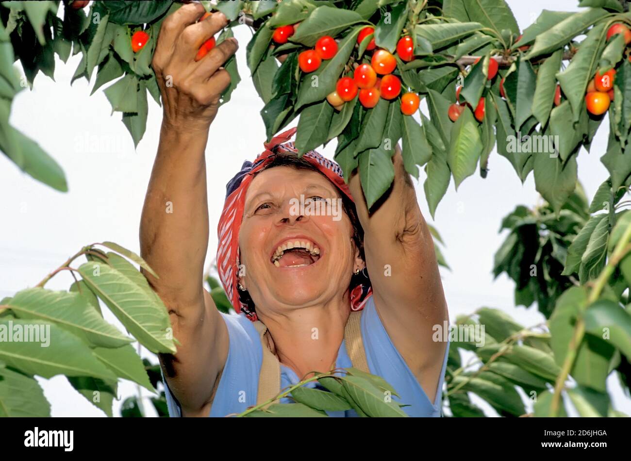 Cherry picker fruit hi-res stock photography and images - Alamy