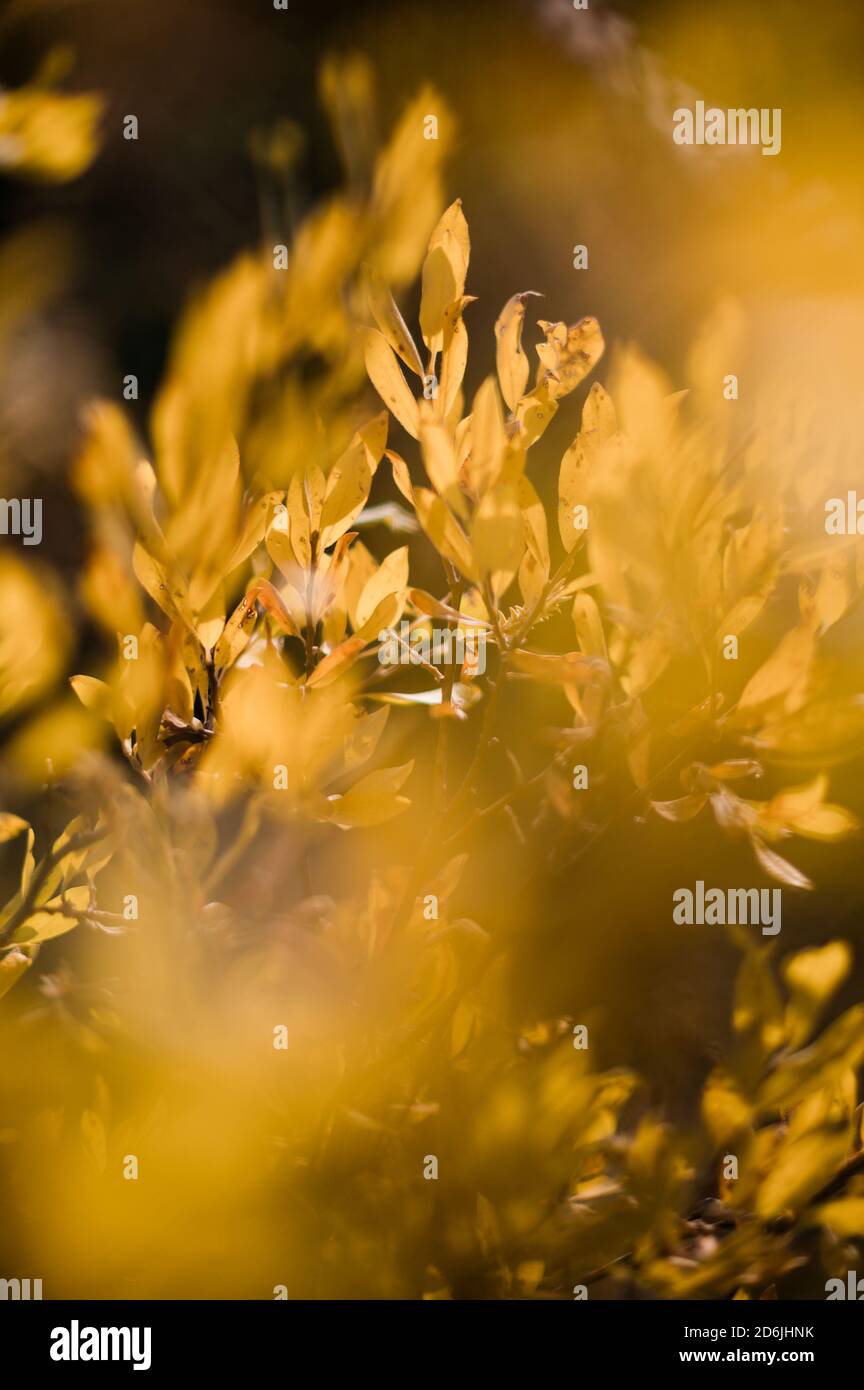 Bush yellow leaves hi-res stock photography and images - Alamy