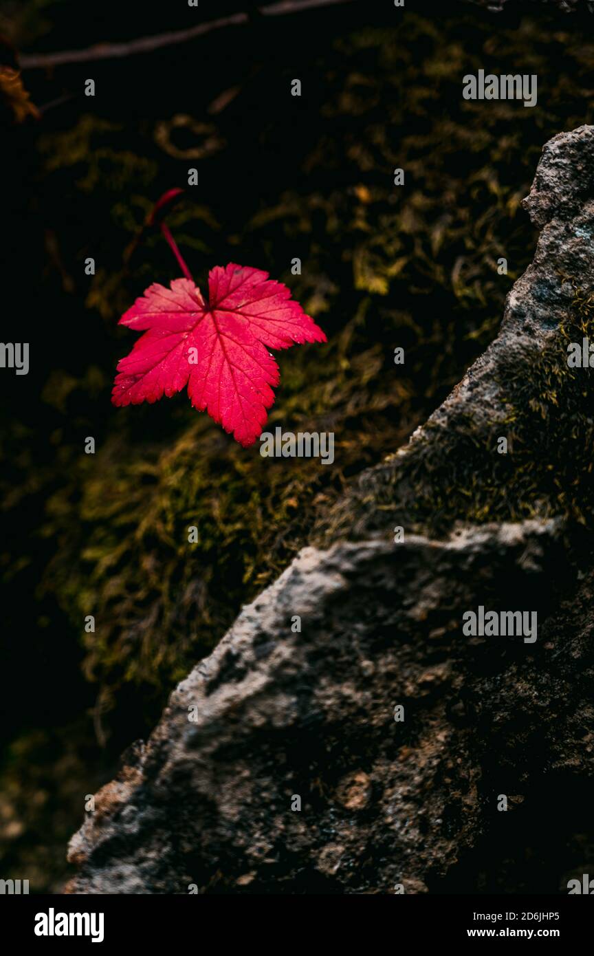 Moody leaf hi-res stock photography and images - Alamy