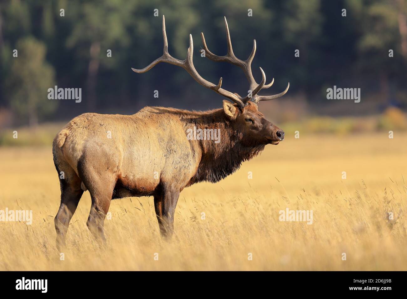 Bull elk in Rocky Mountain National Park with large antlers during the ...