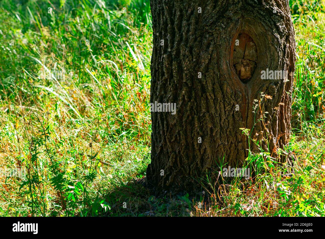 Tree trunk in the grass with sunlight Stock Photo - Alamy