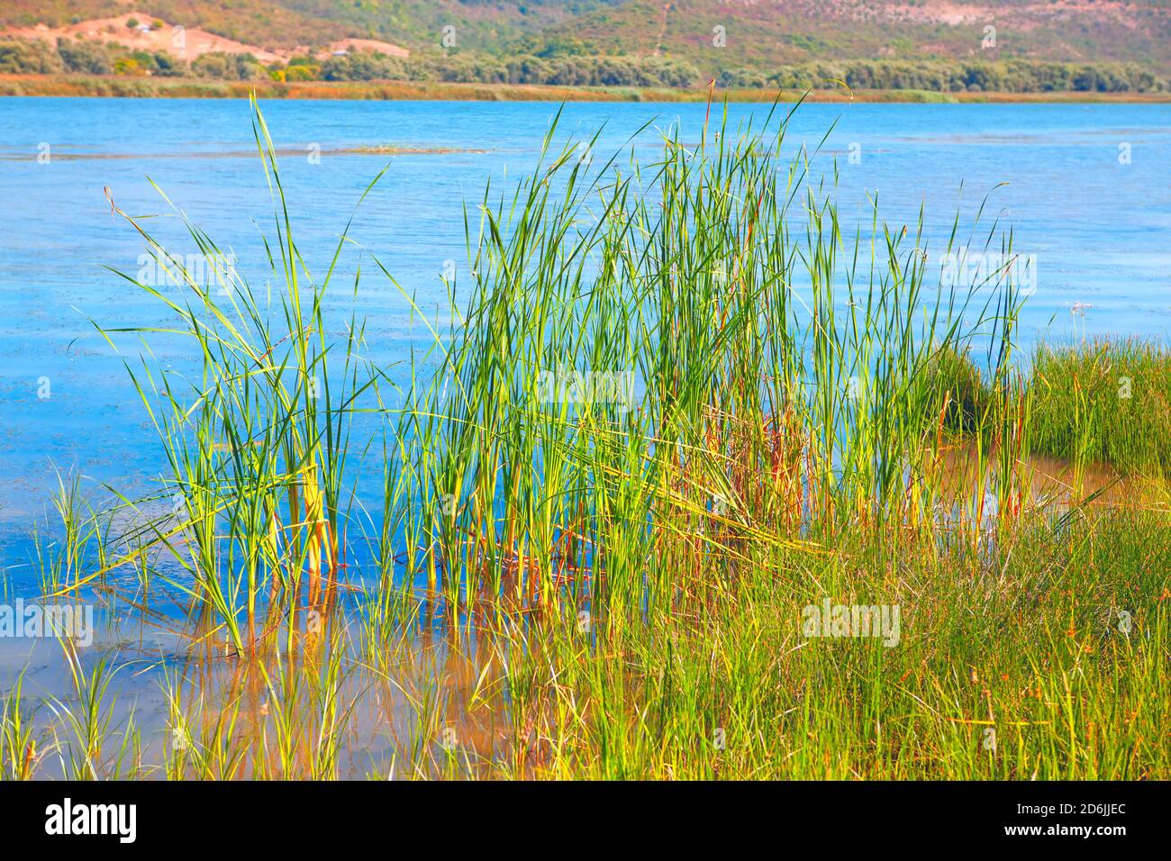 Aquatic grasses in the lake . Reed growing in the loch Stock Photo - Alamy