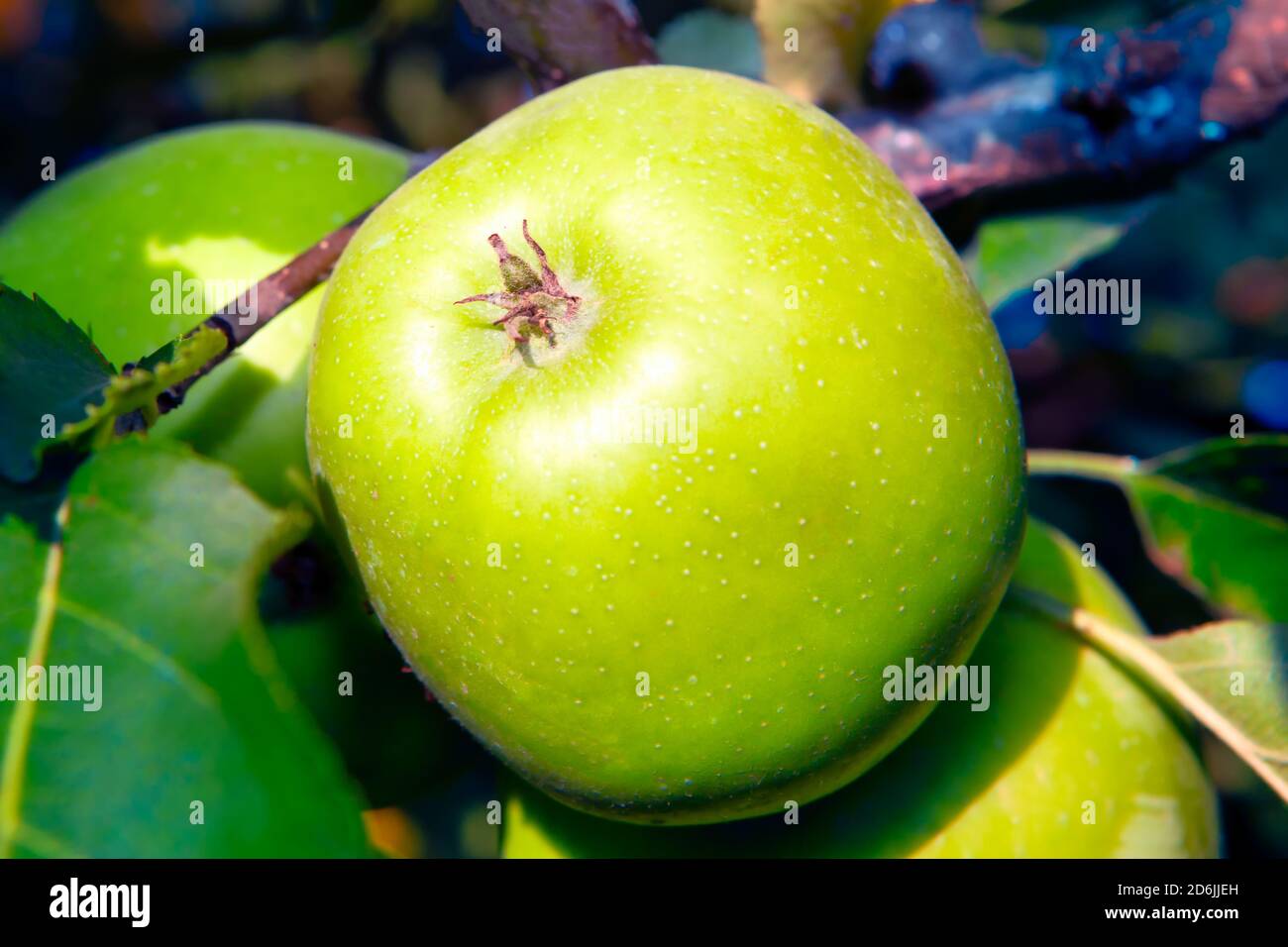 Green apple and leaves on a branches . Healthy fruit growing Stock ...
