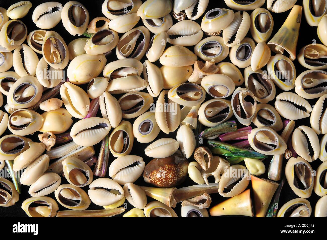 Tusk shell mollusk hi-res stock photography and images - Alamy