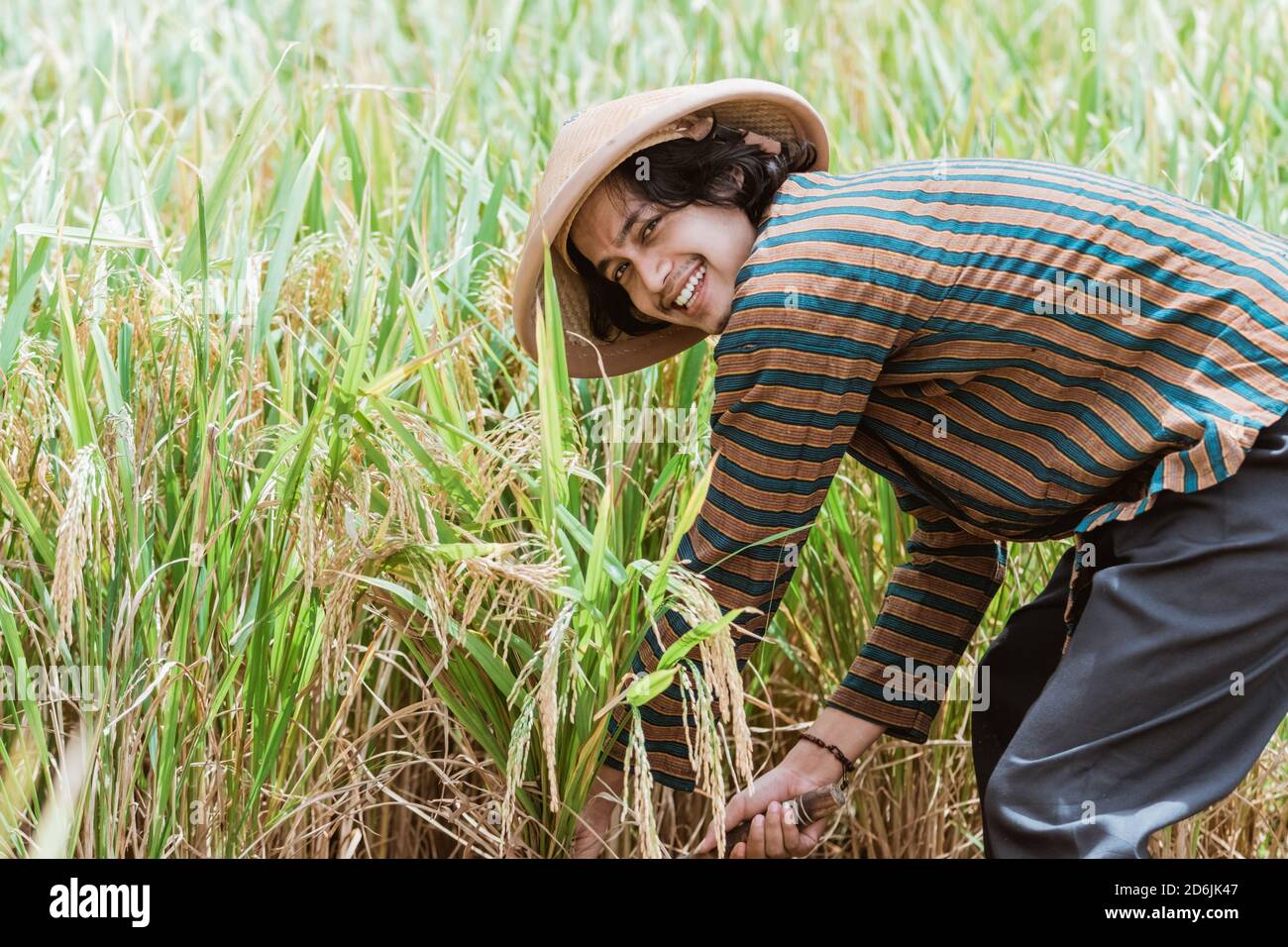 Rice Paddy Farmer Farmers Turn Saviours Of Traditional Rice Varieties
