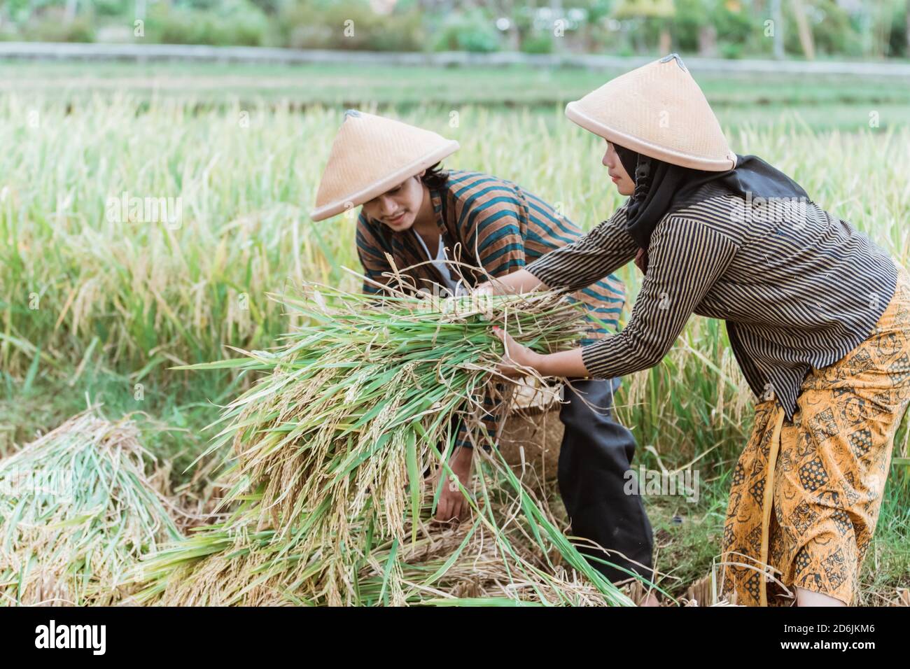 two Asian farmers help each other lift the rice plants that have been ...