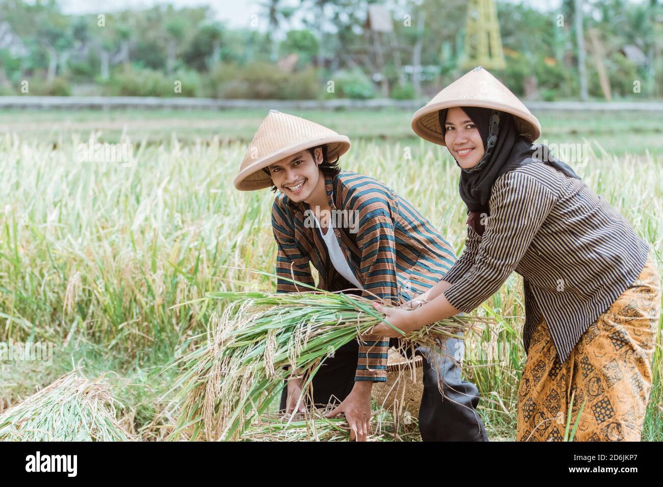 Asian male and female farmers help each other lift the rice plants that ...