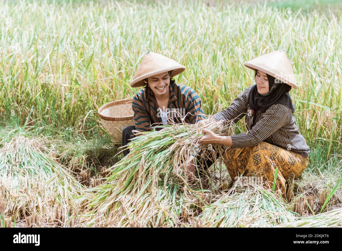 Male and female Asian farmers squat while harvesting rice plants in the ...