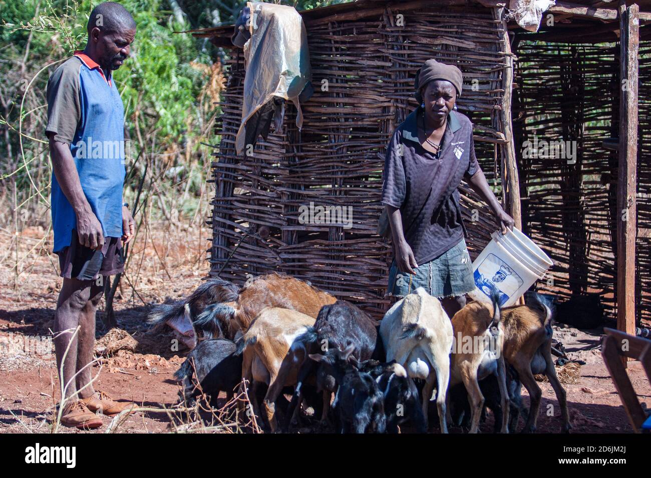 Haitian goat farmers, rural scene Stock Photo - Alamy