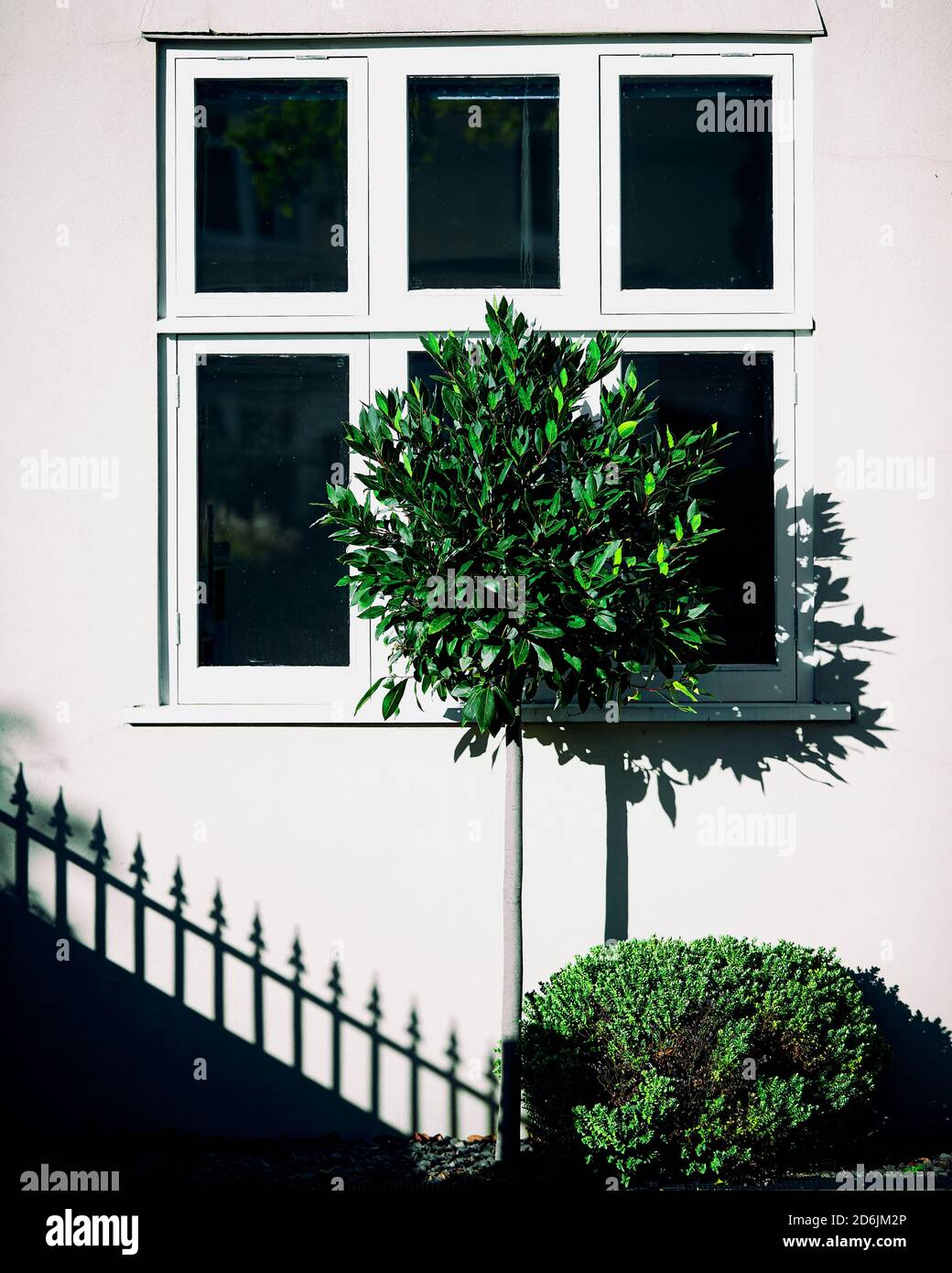 Green bush by the window Stock Photo - Alamy
