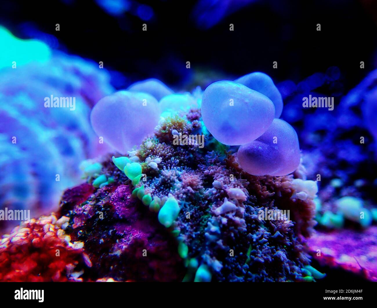 OG Circus Blue ball bounce mushroom coral Stock Photo - Alamy