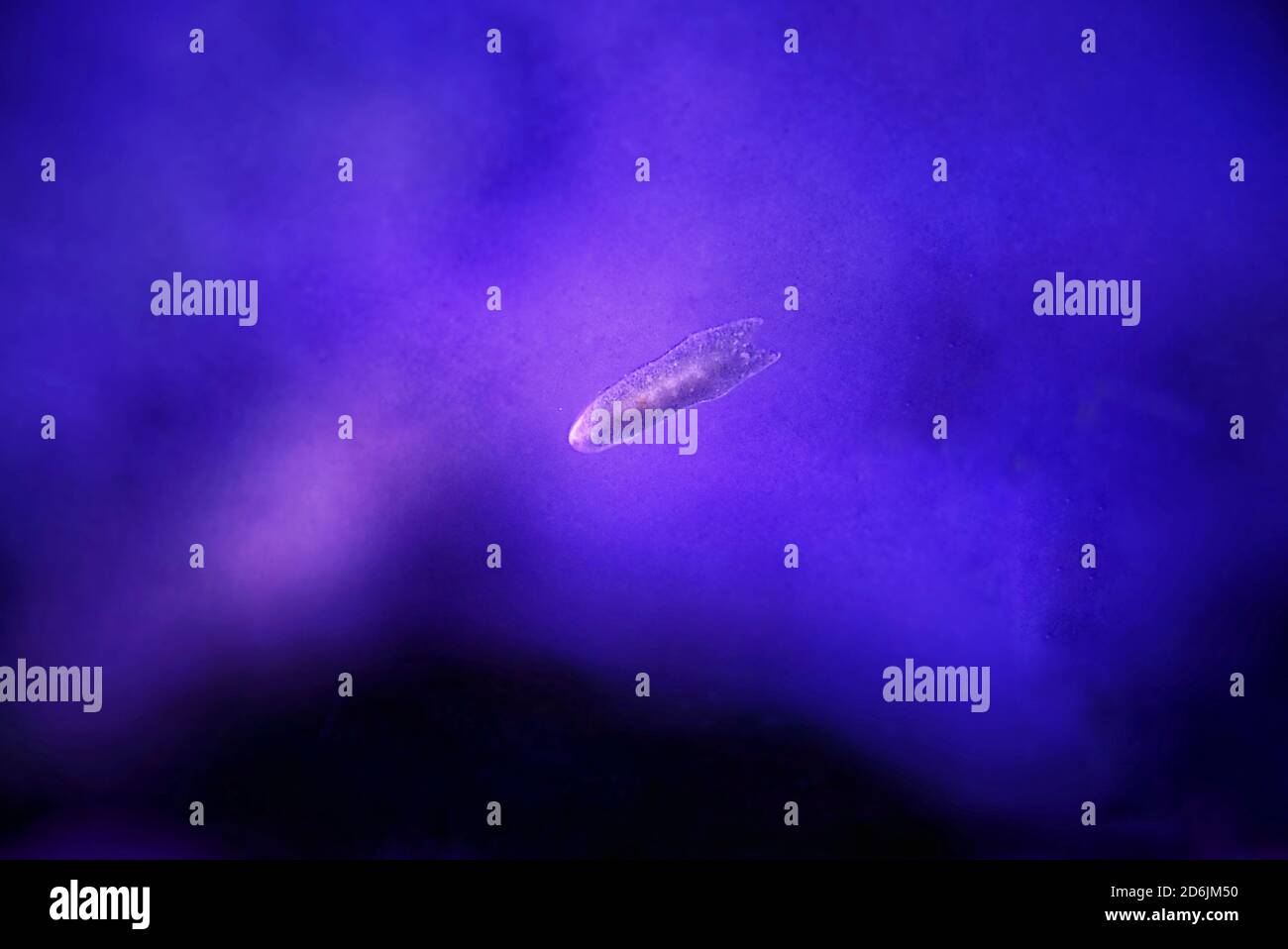 Rare image of Ghost flatworm - Maricola (Planarian) triclad flatworms ...