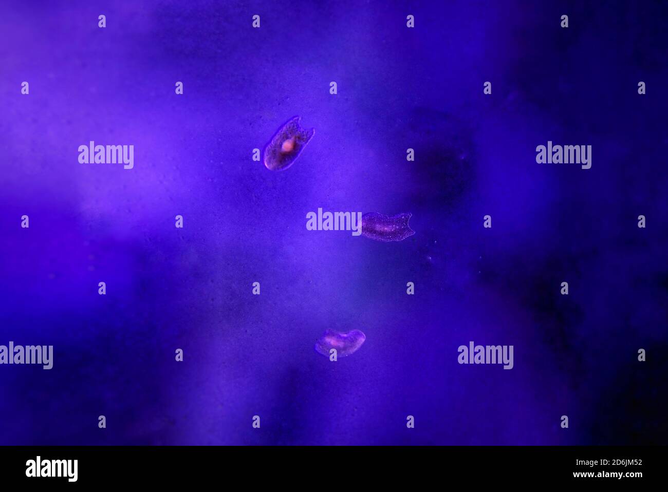 Rare image of Ghost flatworm - Maricola (Planarian) triclad flatworms ...