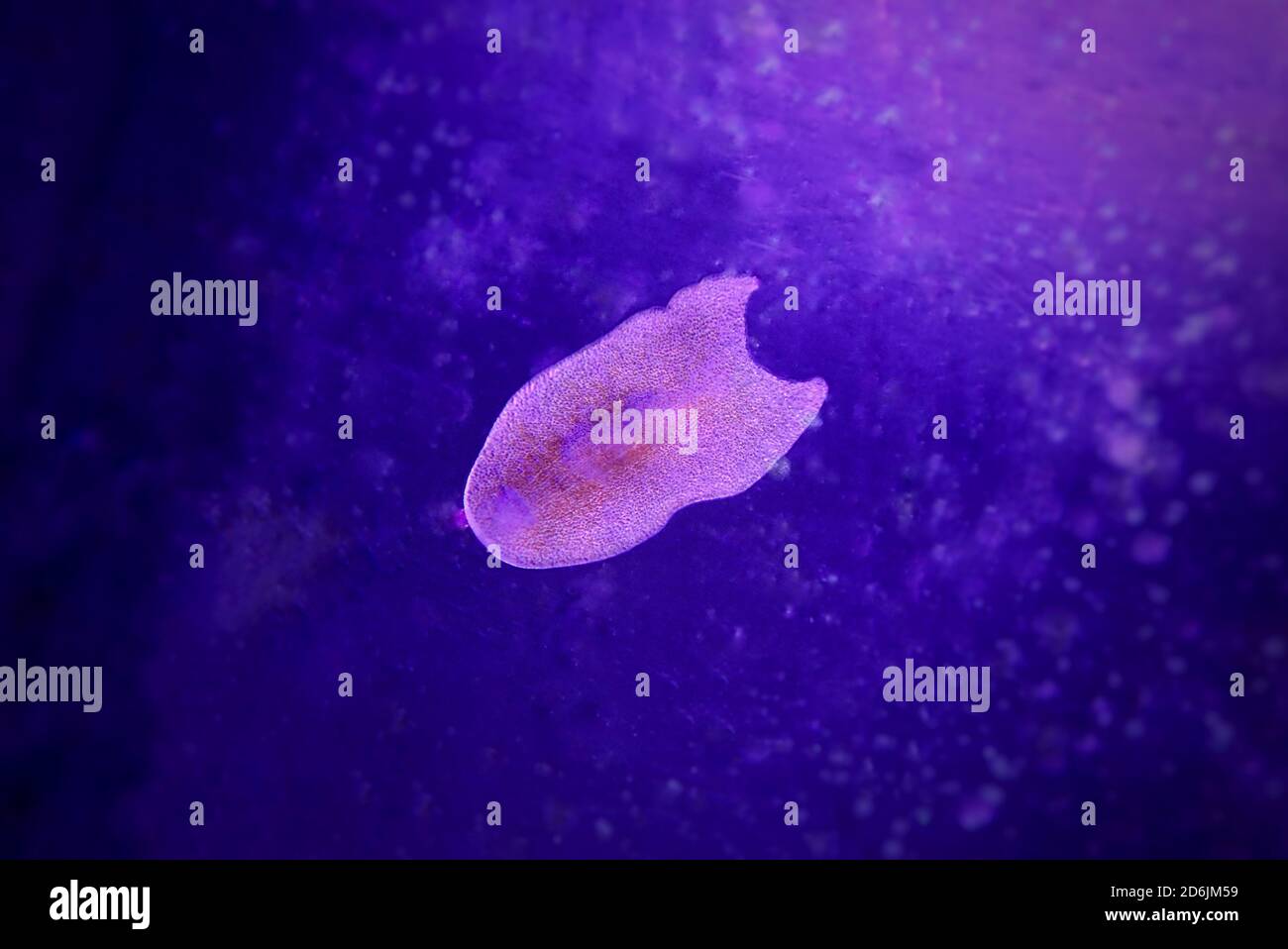 Rare image of Ghost flatworm - Maricola (Planarian) triclad flatworms ...