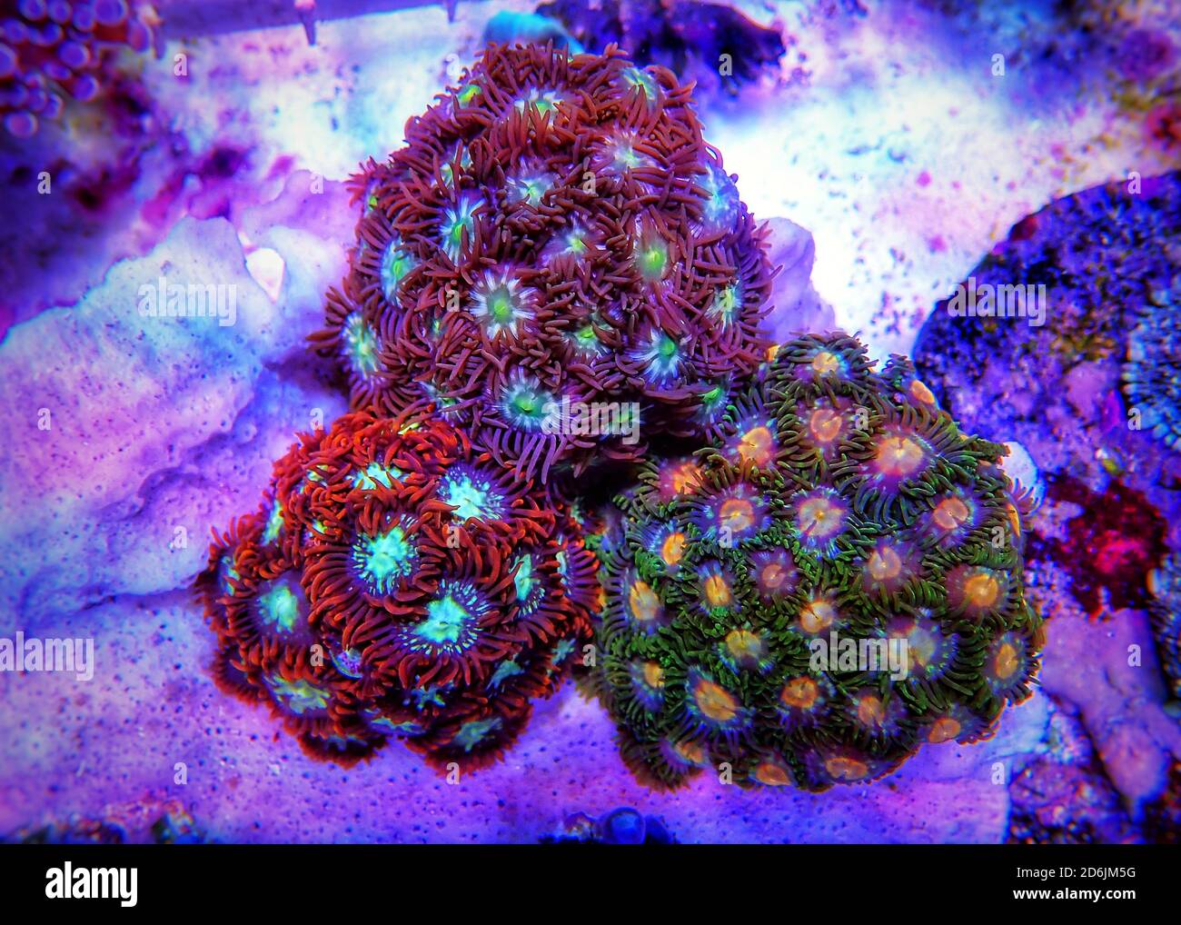 Colorful colony of Zoanthus polyps soft coral Stock Photo - Alamy