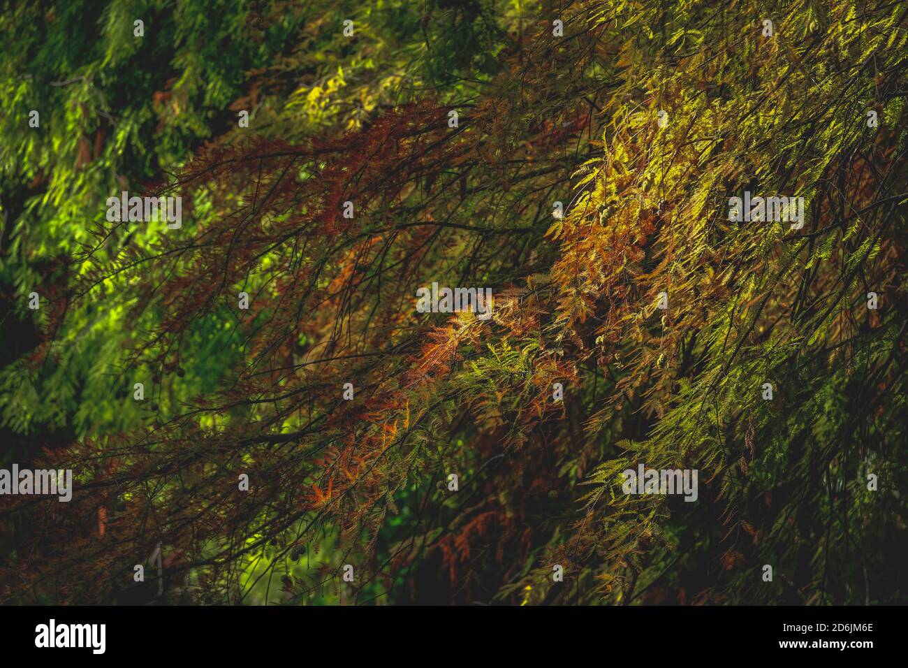 Vibrant texture of foliage autumn tree leaves Stock Photo - Alamy