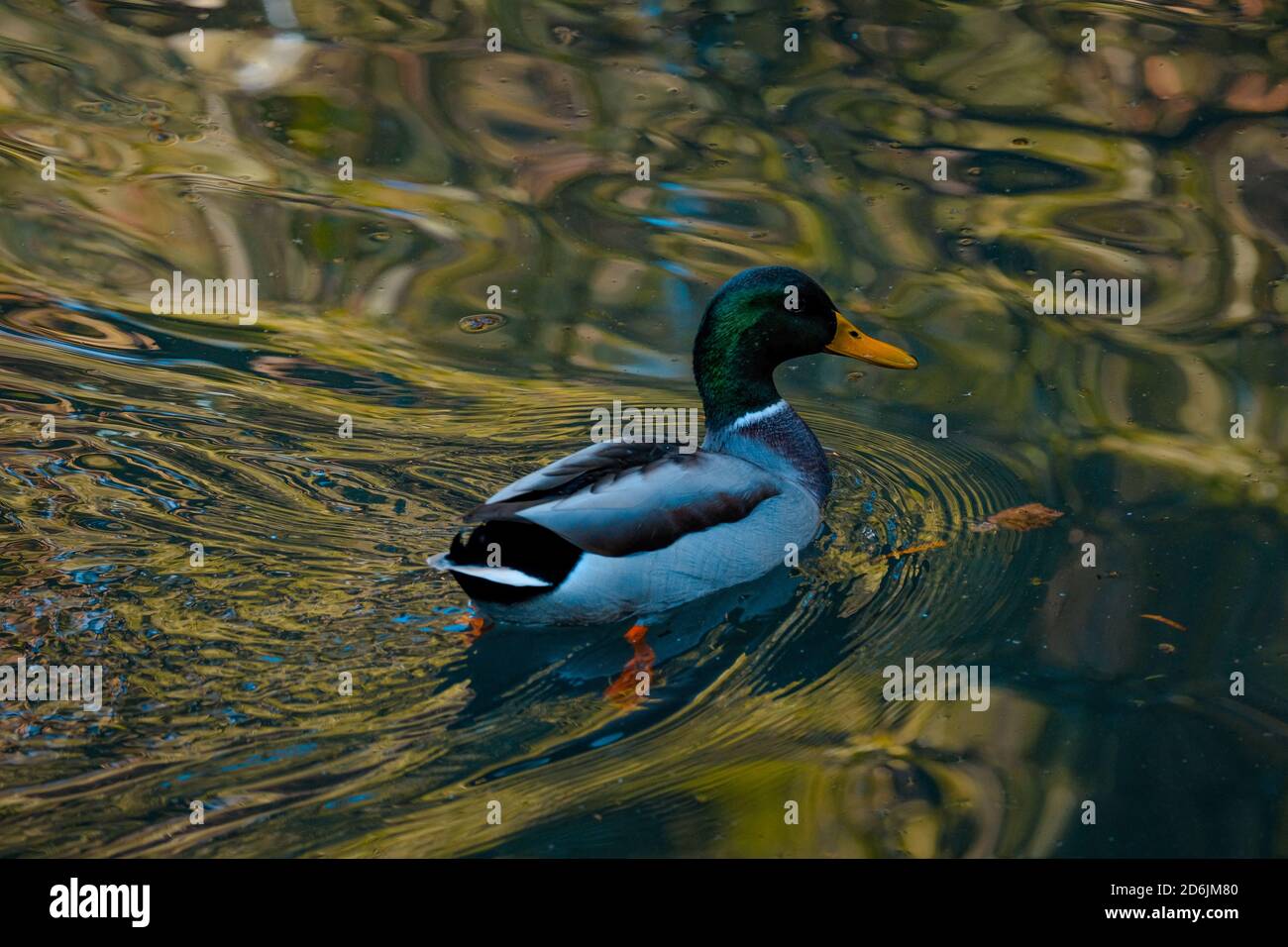 Beautiful male mallard duck in a pond Stock Photo - Alamy