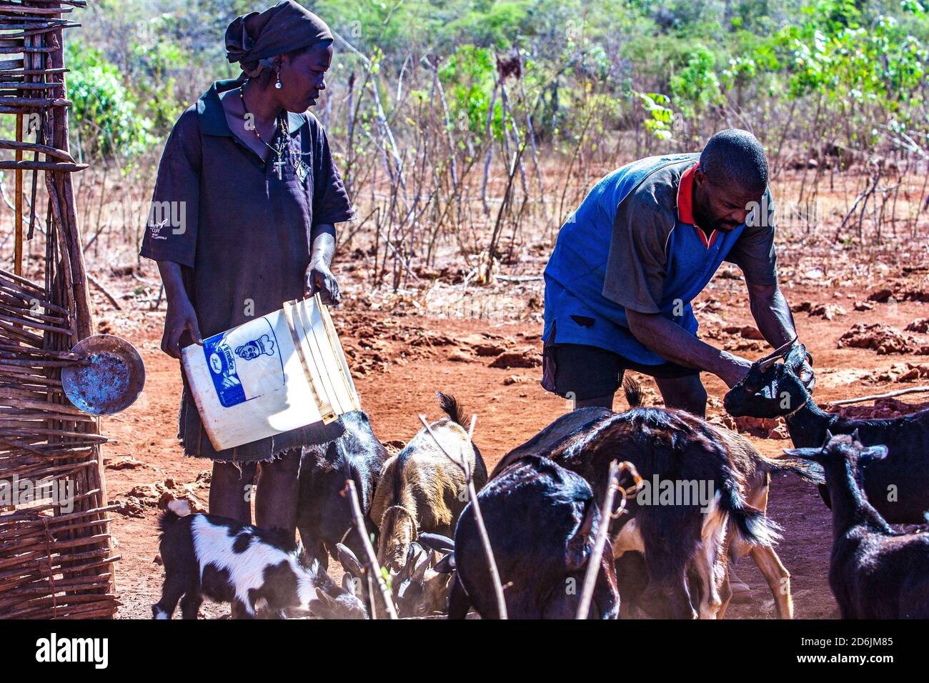 Haitian goat farmers, rural scene Stock Photo - Alamy