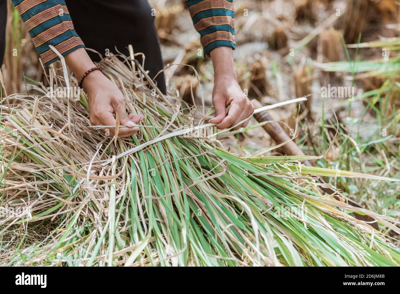 close up of farmers' hands tying rice plants after harvesting in the ...
