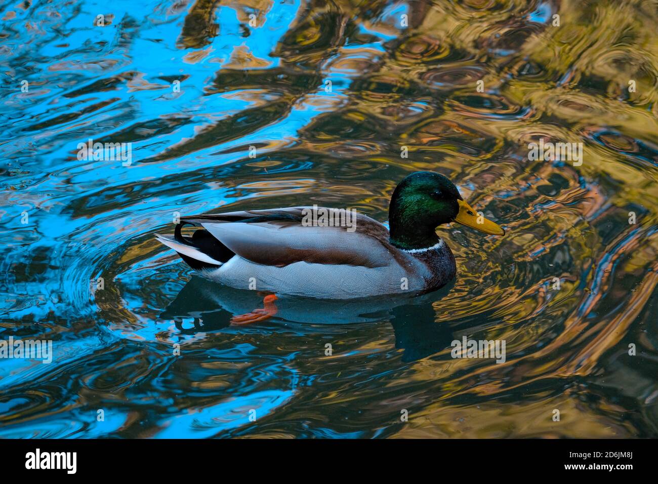 Beautiful male mallard duck in a pond Stock Photo - Alamy
