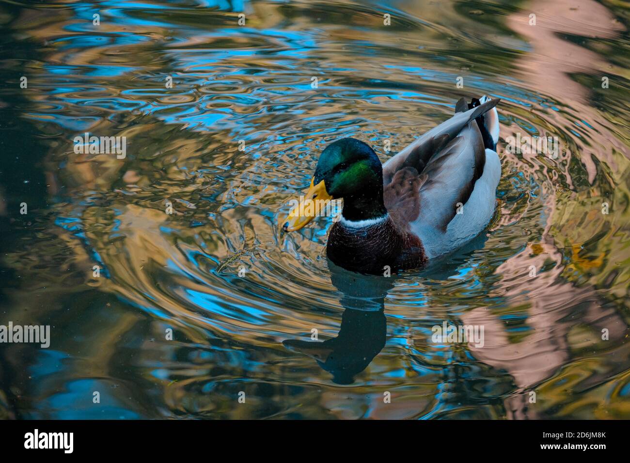 Beautiful male mallard duck in a pond Stock Photo - Alamy