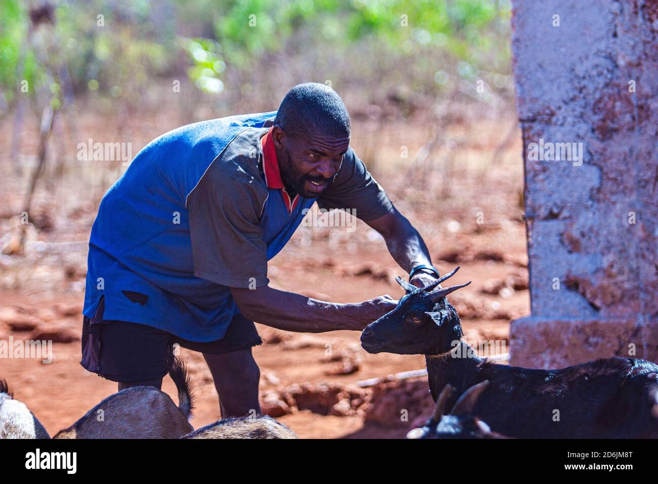 Haitian goat farmers, rural scene Stock Photo - Alamy
