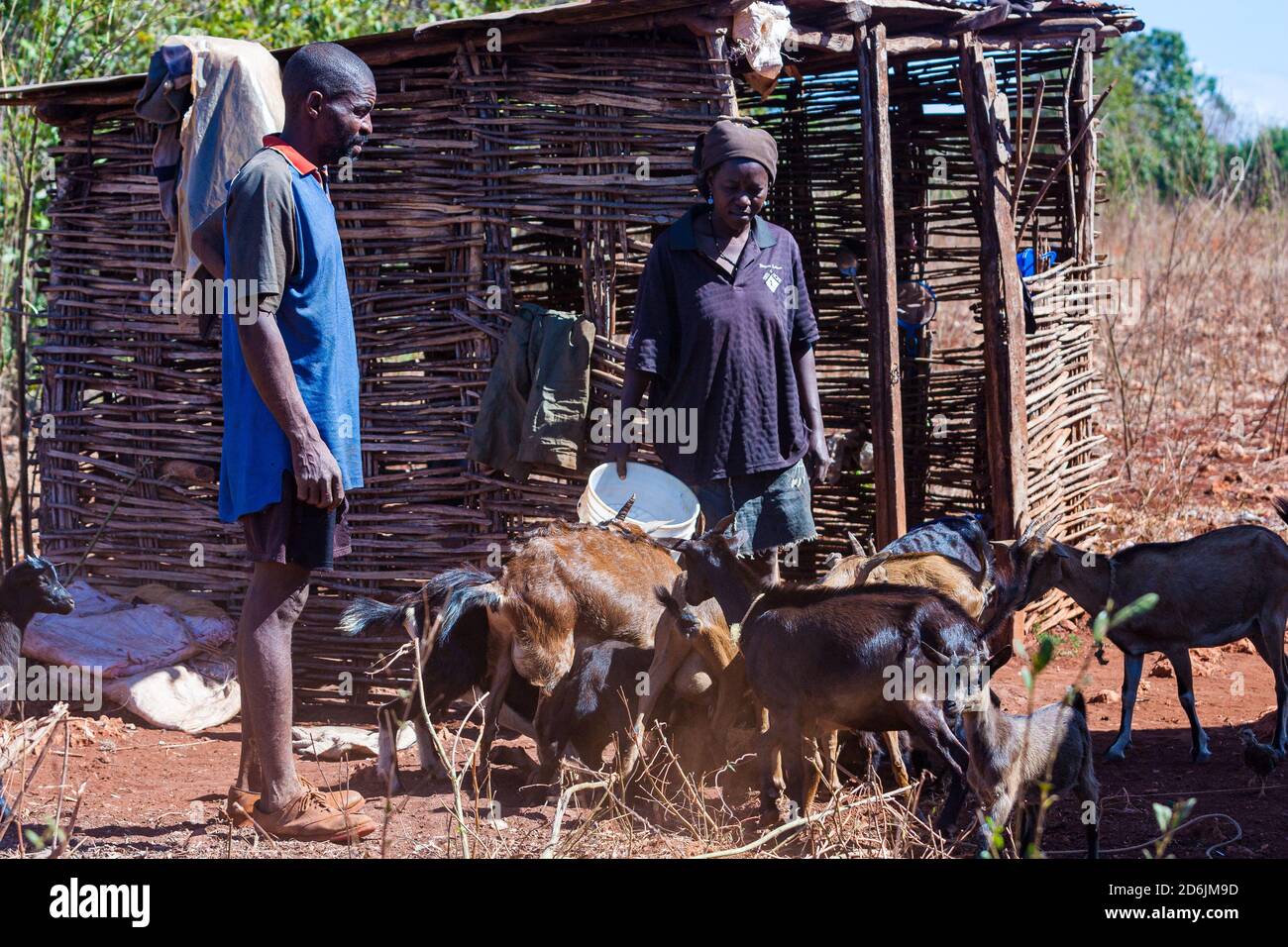 Haitian goat farmers, rural scene Stock Photo - Alamy