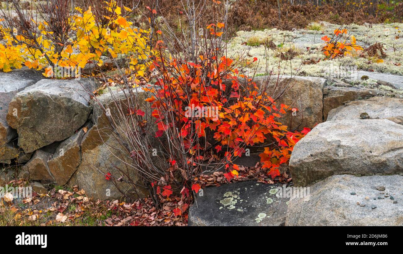 Fall foliage color in the rocks near Fort Frances, Ontario, Canada ...