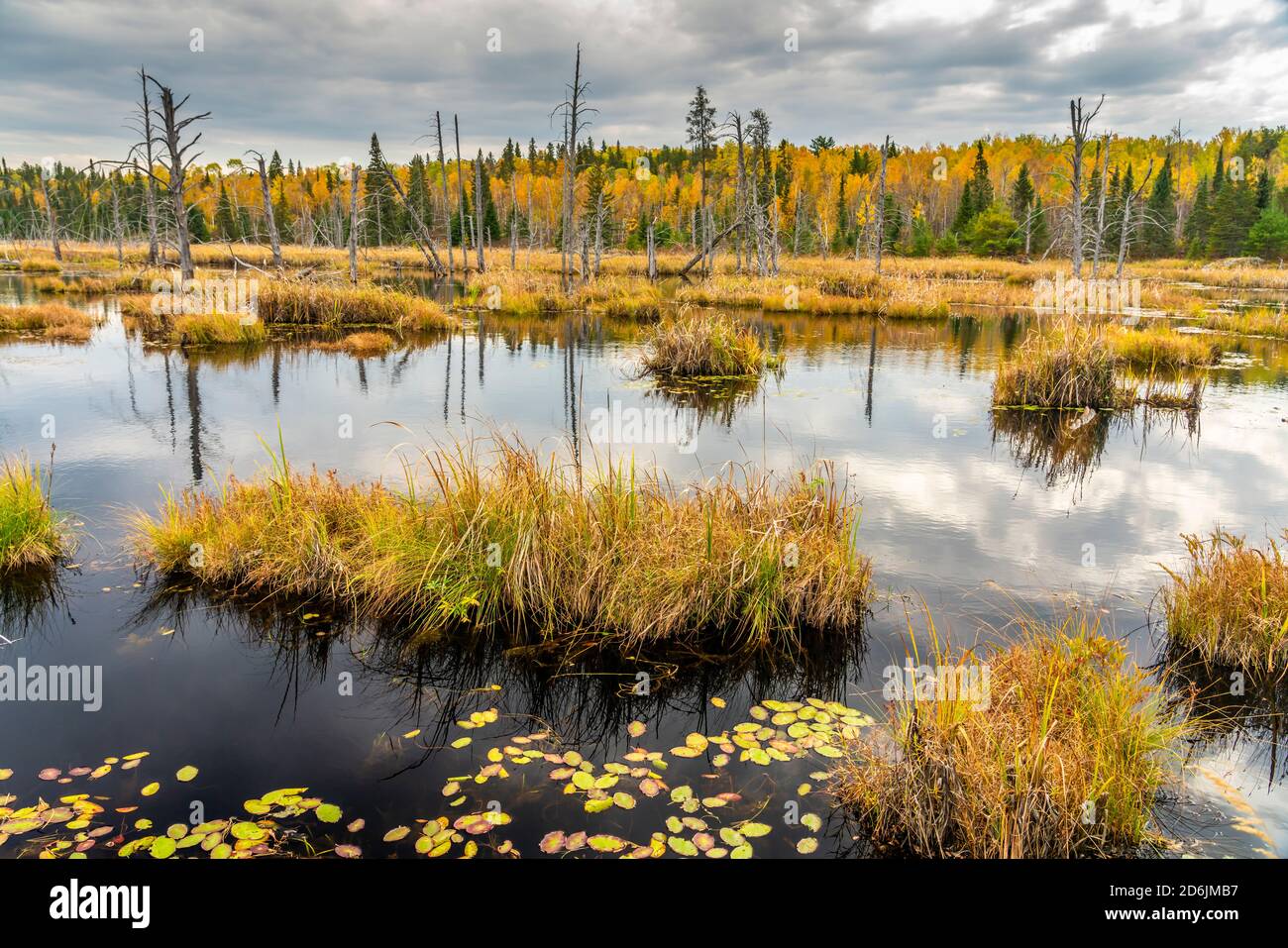 Fall foliage color in a marsh near Atikokan, Ontario, Canada Stock ...