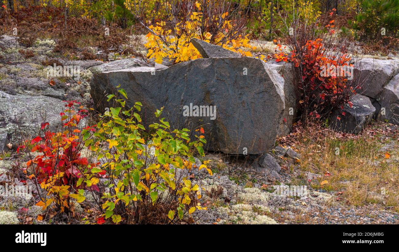 Fall foliage color in the rocks near Fort Frances, Ontario, Canada ...
