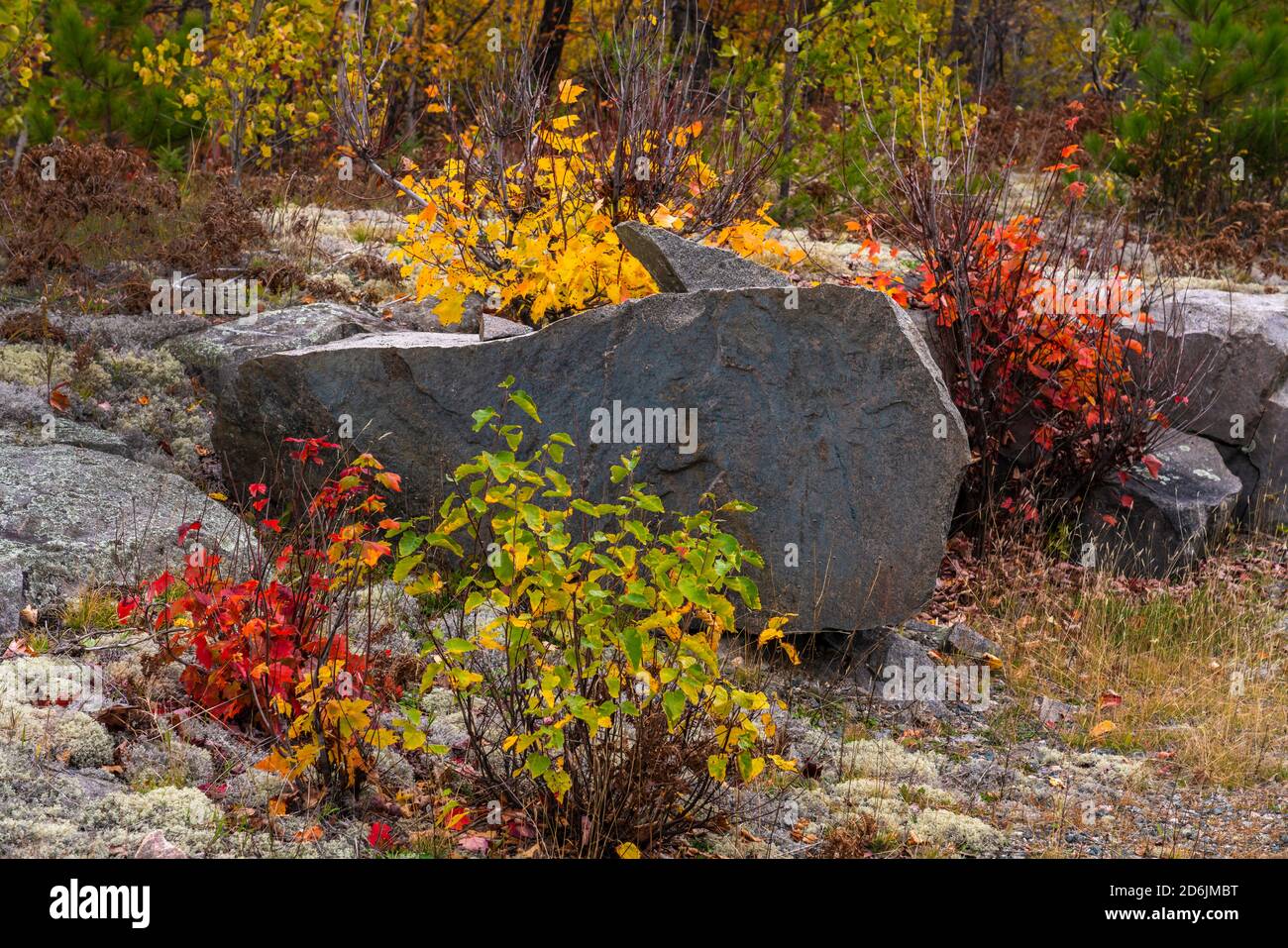 Fall foliage color in the rocks near Fort Frances, Ontario, Canada ...