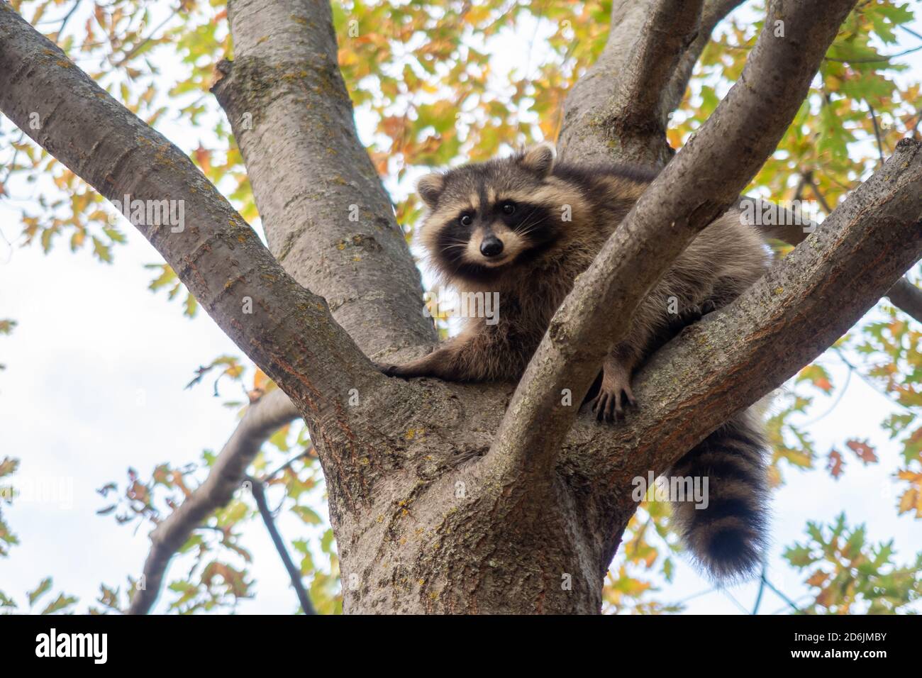 View of a wild northern american raccoon in a tree Stock Photo - Alamy