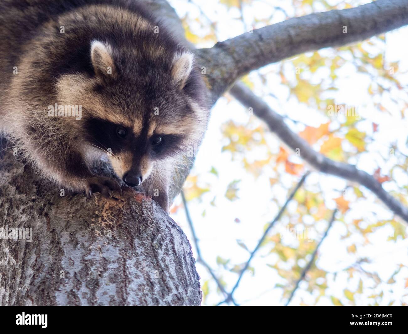 Beautiful white grey raccoon hi-res stock photography and images - Alamy