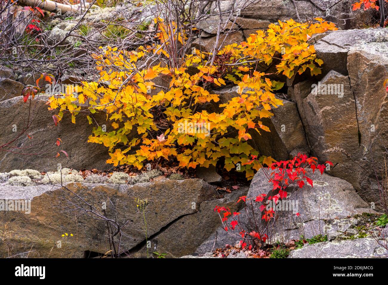 Fall foliage color in the rocks near Fort Frances, Ontario, Canada ...