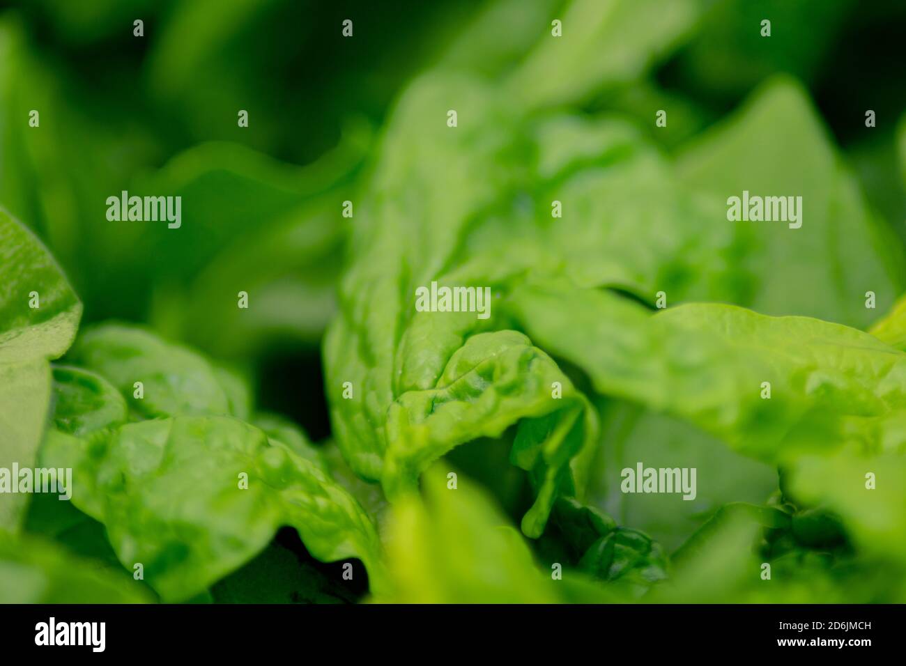 Macro shot of the structure of green lettuce Stock Photo - Alamy