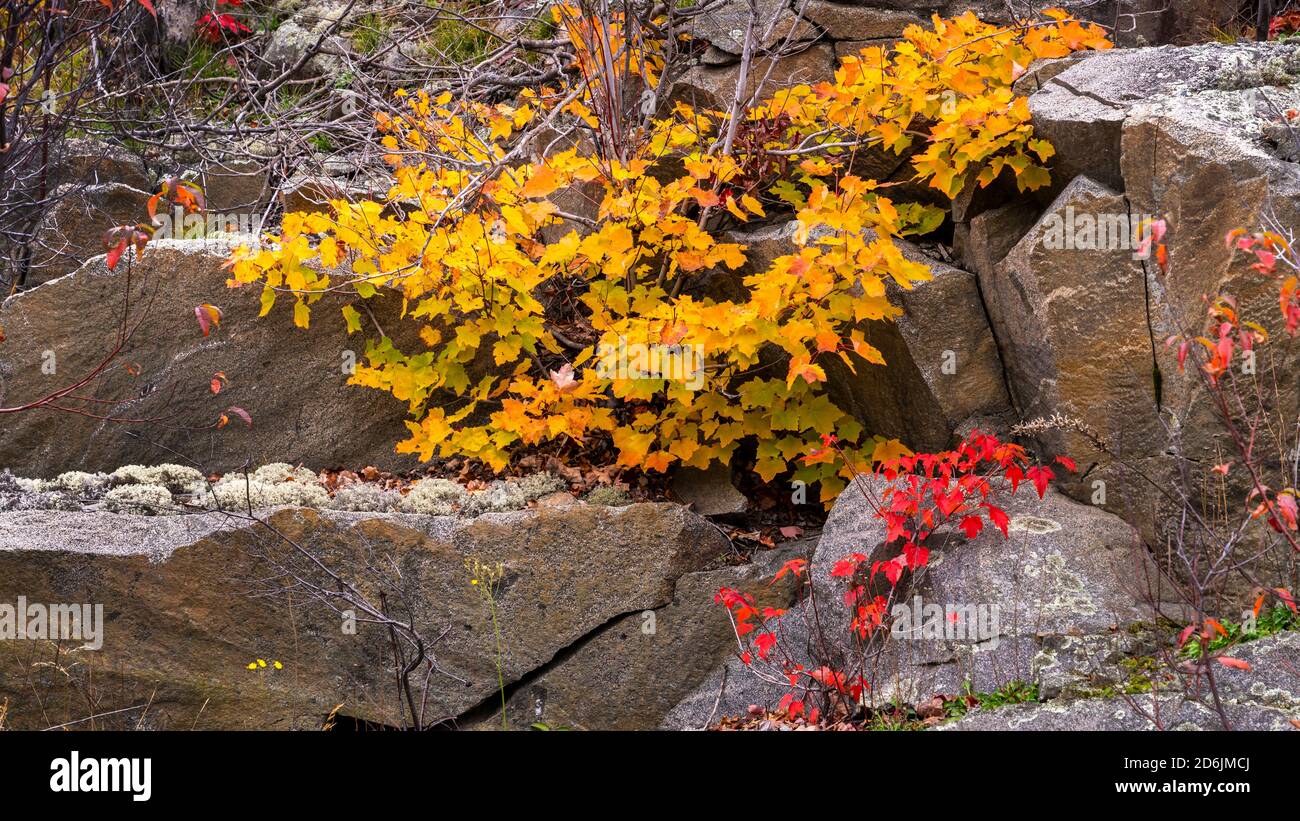 Fall foliage color in the rocks near Fort Frances, Ontario, Canada ...