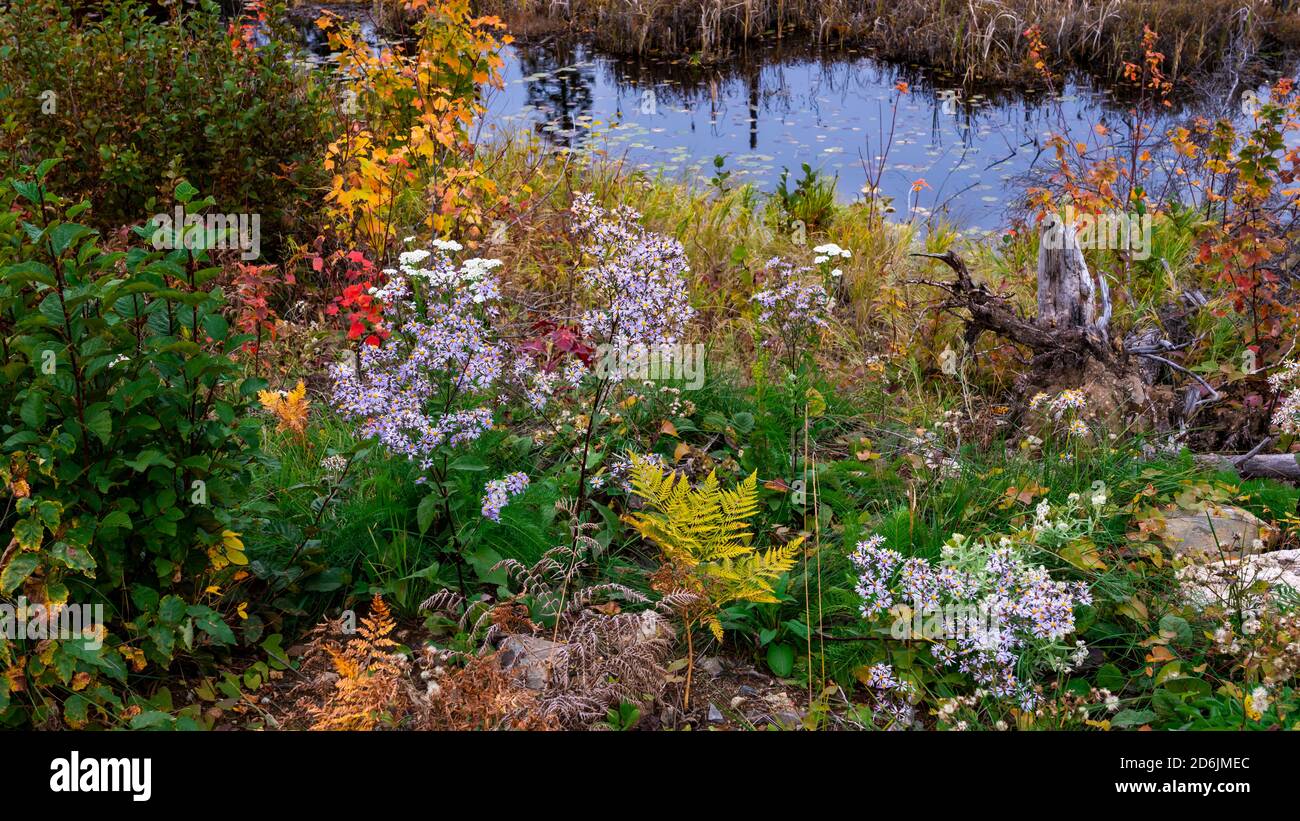 Autumn wildflowers with fall foliage color near Fort Frances, Ontario ...