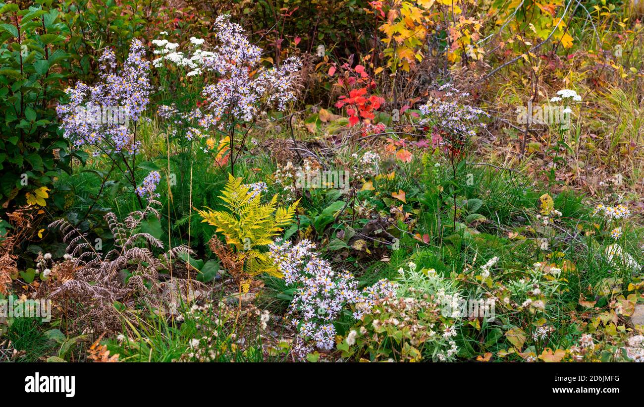 Autumn wildflowers with fall foliage color near Fort Frances, Ontario ...