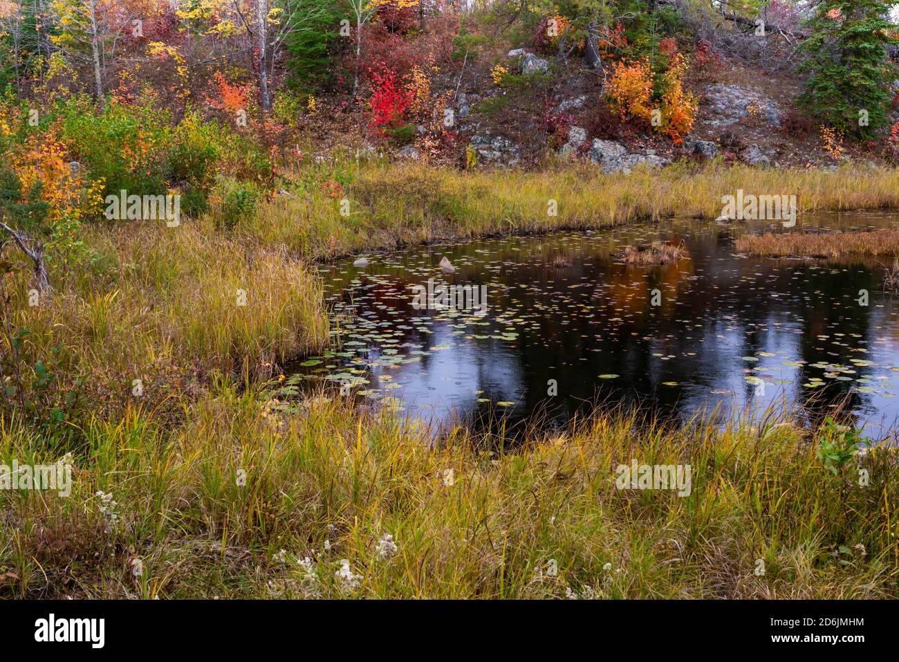 Fall foliage color in a marsh near Fort Frances, Ontario, Canada Stock ...