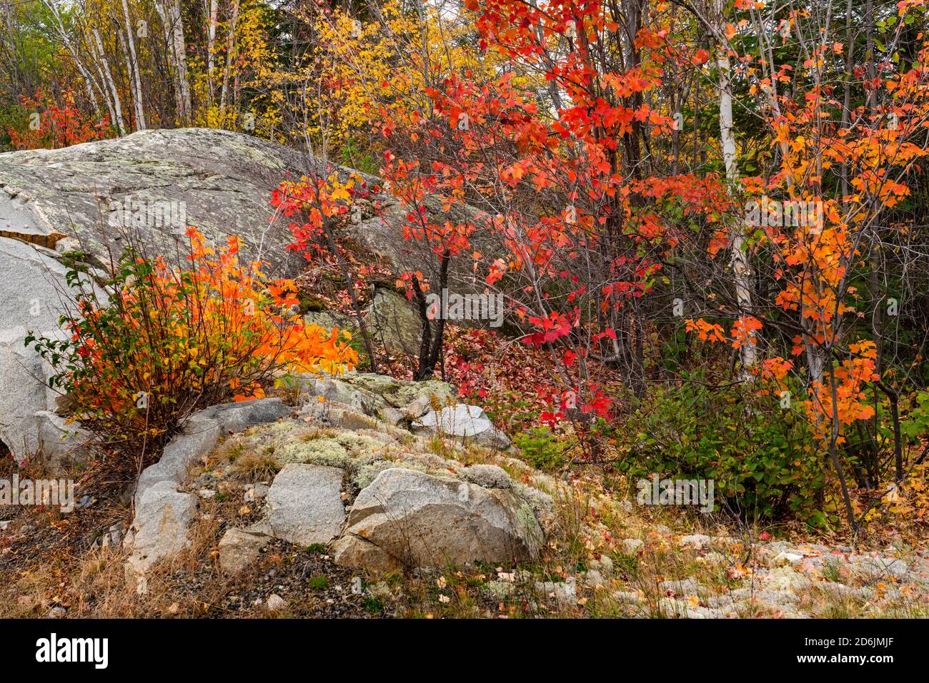 Fall foliage color in the rocks near Fort Frances, Ontario, Canada ...