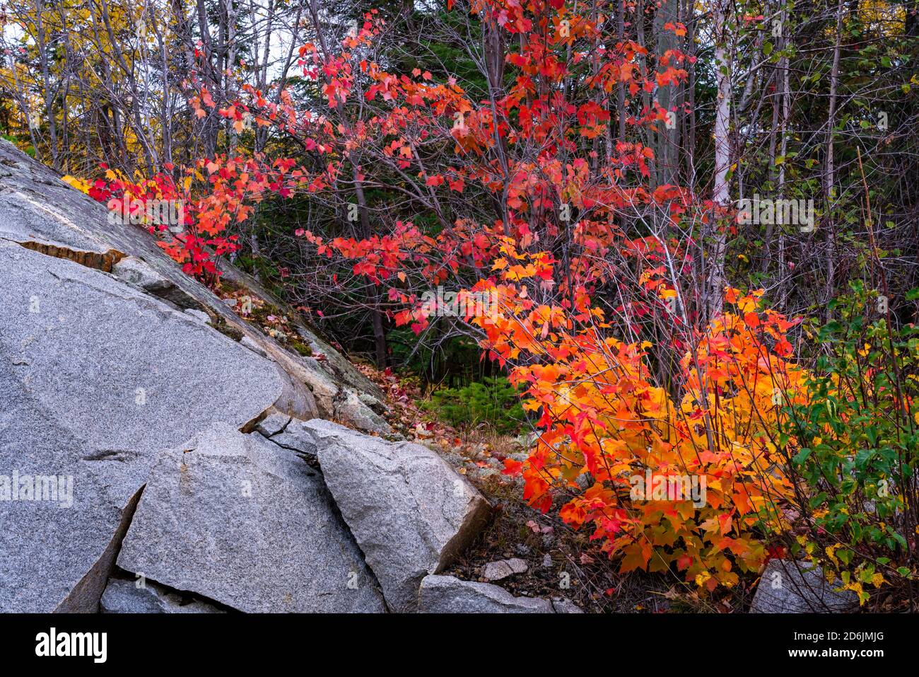 Fall foliage color in the rocks near Fort Frances, Ontario, Canada ...